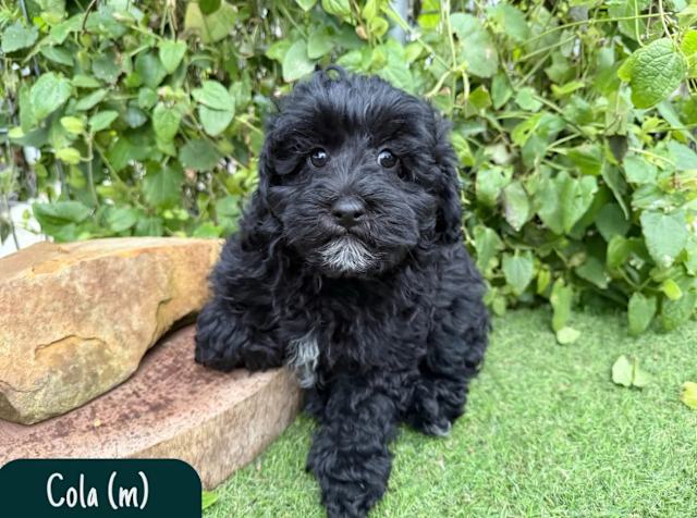 Gorgeous Mini Bordoodle Pups - Ready To Go Now | Dogs & Puppies ...