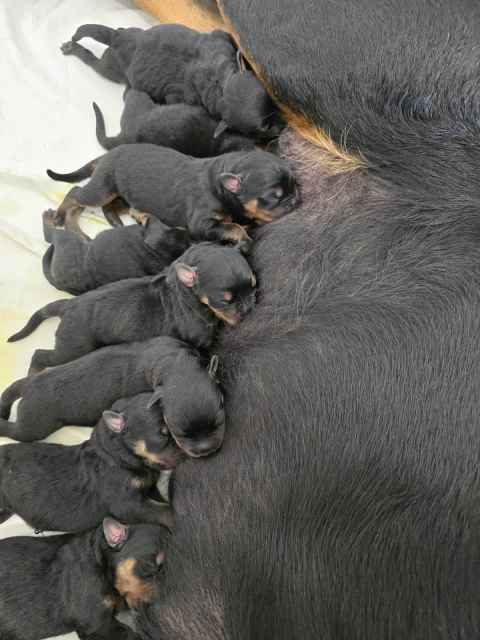 Rottweiler Puppies | Dogs & Puppies | Gumtree Australia Cairns City ...