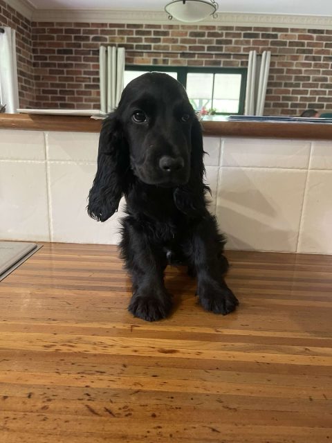 Purebred Cocker Spaniel Puppy | Dogs & Puppies | Gumtree Australia Port ...