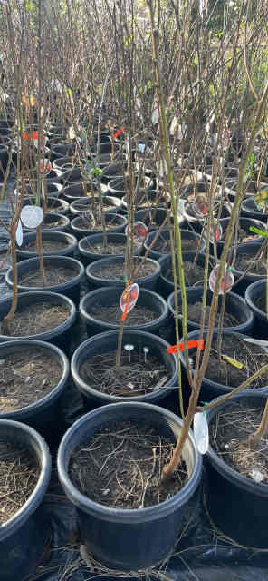 Advanced fruit trees for sale - Plants in Busby NSW | Gumtree Australia