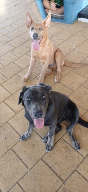 Puppy free to good home. | Dogs & Puppies | Gumtree Australia Geraldton ...