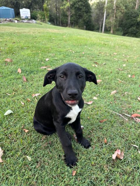 Flossy female puppy | Dogs & Puppies | Gumtree Australia Somerset Area ...