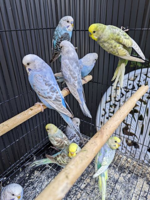 Beautiful young Budgies available | Birds | Gumtree Australia Melton ...