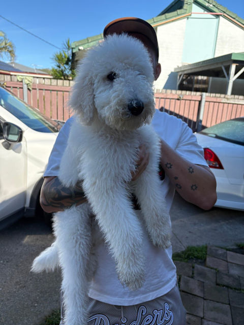 Cavoodle white female 14 weeks old beautiful puppy $1150 | Dogs ...