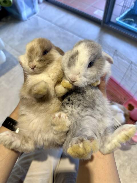 Baby pure bred mini lop rabbits for sale | Rabbits | Gumtree Australia ...