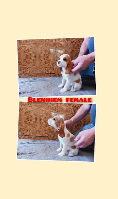 ABSOLUTELY GORGEOUS COCKALIER-CAVALIER KING CHARLES -GOLDEN COCKER SPA ...