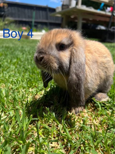 Pure Bred Mini lop Bunnies | Rabbits | Gumtree Australia Melton Area ...