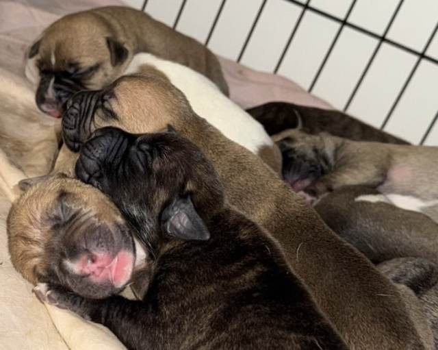 14 puppies available!! 8Boys 6Girls Please read the description ...