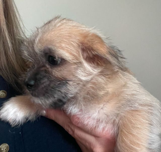 Maltese x Shih Tzu $1100 negotiable GIRL | Dogs & Puppies | Gumtree ...