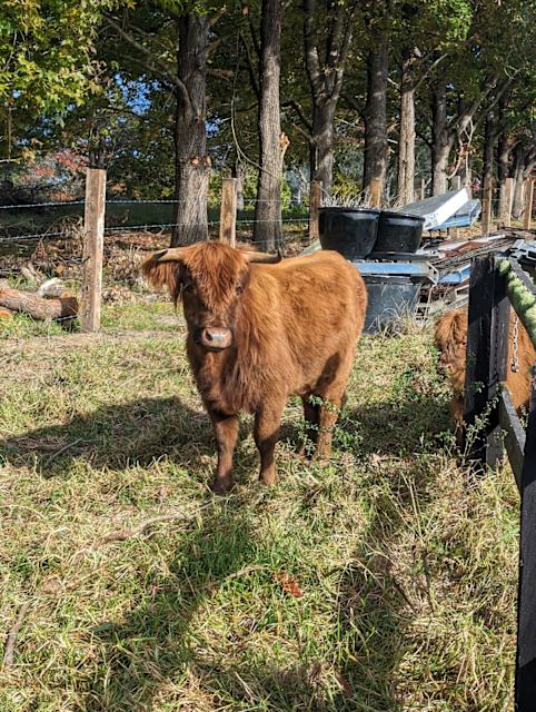 Highland Heifer / Female Cow | Livestock | Gumtree Australia Wyong Area ...