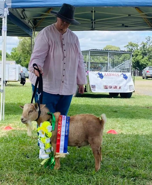 Registered pygmy buck | Livestock | Gumtree Australia Southern Downs ...
