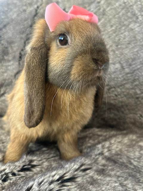 5 month old pure mini lop bunnies | Rabbits | Gumtree Australia Eastern ...