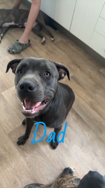 ultimate mastiff x American staffy x bull Arab pups | Dogs & Puppies ...