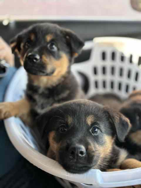 Rotti x German shepherd | Dogs & Puppies | Gumtree Australia Tamworth ...
