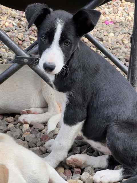 Blue Merle Koolie Border Collie X pups. | Dogs & Puppies | Gumtree ...
