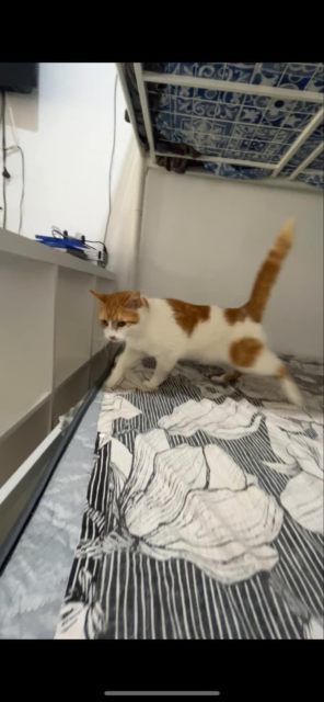 Amelia rescue kitten SC1556 vetwork included! | Cats & Kittens ...