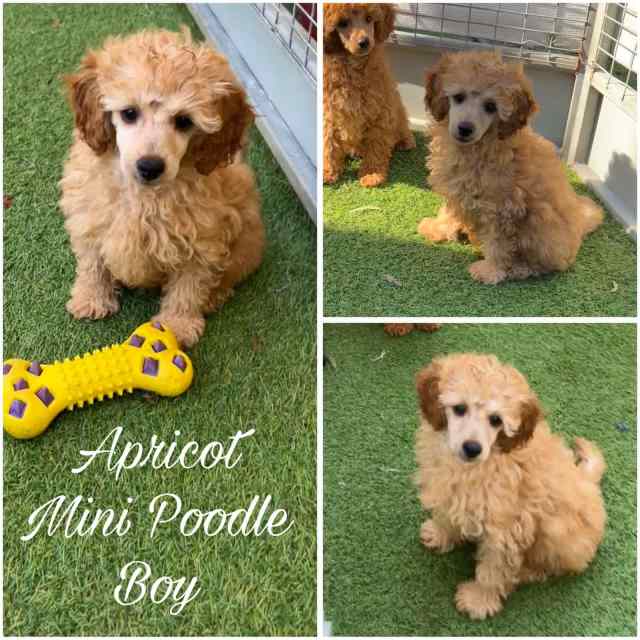 Small Poodle Puppy DNA Clear Perfect Pets or Therapy Dogs | Dogs ...