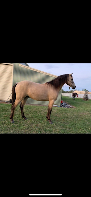 Riding pony | Horses & Ponies | Gumtree Australia Hawkesbury Area - Windsor Downs | 1334674521