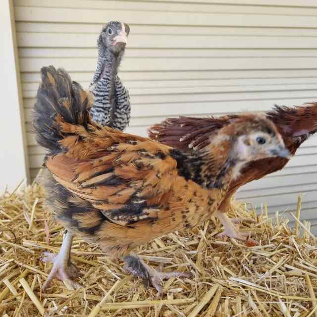 Chickens 5 weeks old. Hyline, RIR, Plymouth Rock | Livestock | Gumtree ...