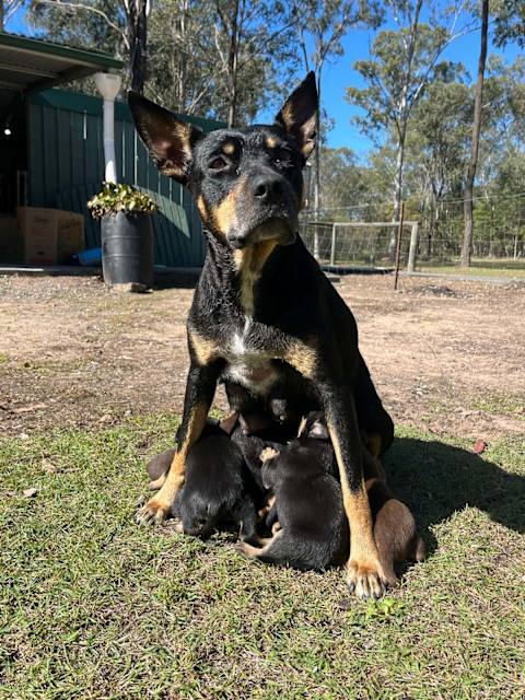 Purebred kelpie pups | Dogs & Puppies | Gumtree Australia Logan Area ...