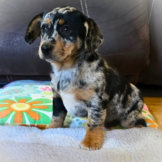 Ready to Go! Stunning Dappled Girl Fox Terrier X Puppy | Dogs & Puppies ...
