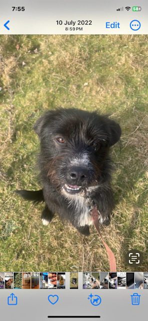 Male Smithfield x | Dogs & Puppies | Gumtree Australia George Town Area ...