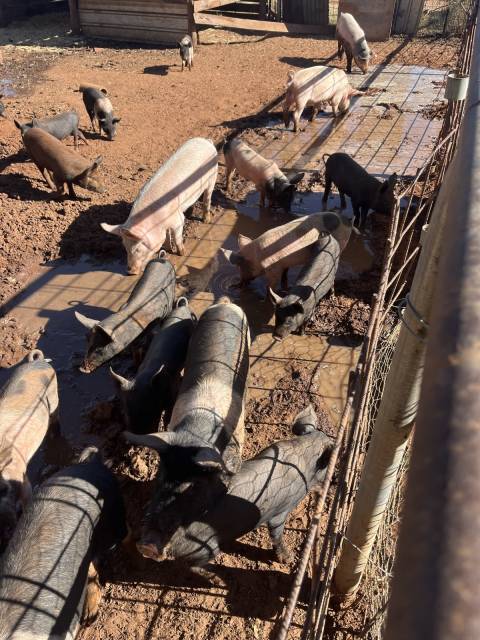 Pigs for sale | Livestock | Gumtree Australia Mildura City - Cardross ...