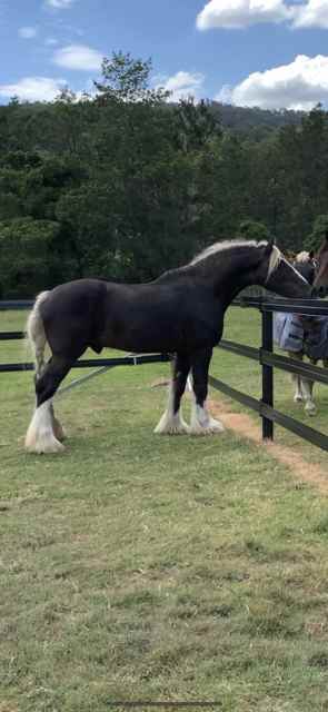 Stallion service | Horses & Ponies | Gumtree Australia Ipswich South ...