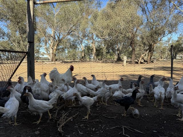 Chickens for sale | Birds | Gumtree Australia Bendigo Surrounds ...