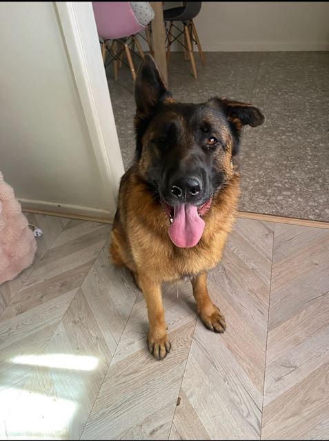 Purebred German Shepherd | Dogs & Puppies | Gumtree Australia Blacktown ...