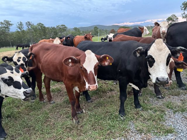 Hereford Cross Heifers 2yr old | Livestock | Gumtree Australia Port ...