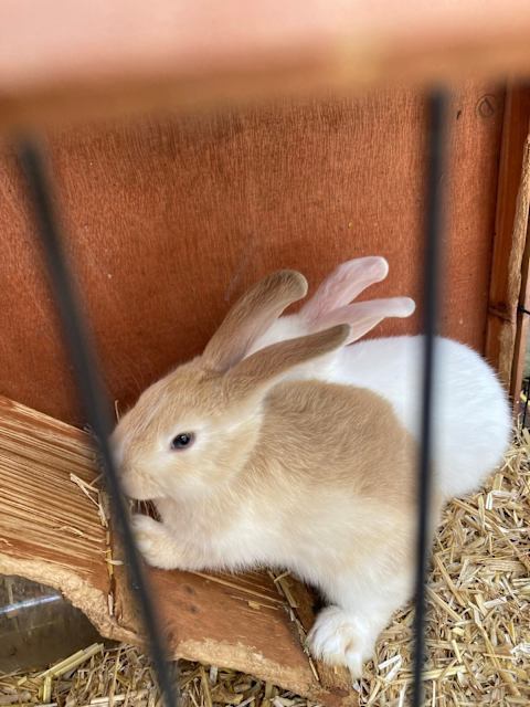 Rabbits New Zealand x lops bunnies Last 3 girls | Rabbits | Gumtree ...