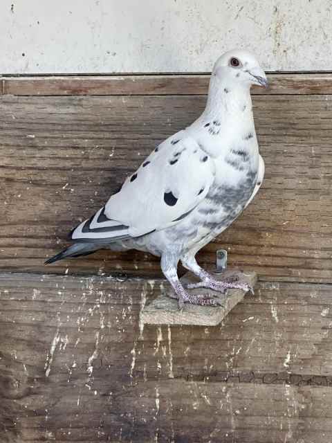 8 pigeons are for sale | Birds | Gumtree Australia Playford Area ...