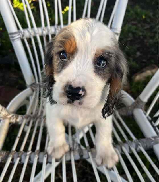 Merle Cavoodle Puppies For Sale - 11 WEEKS OLD READY NOW | Dogs ...