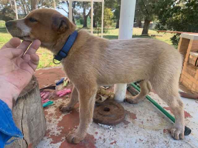 Red Cattle pups, Stumpy Tail | Dogs & Puppies | Gumtree Australia Cowra ...