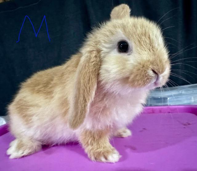 Pure Mini lop bunnies | Rabbits | Gumtree Australia Gawler Area ...