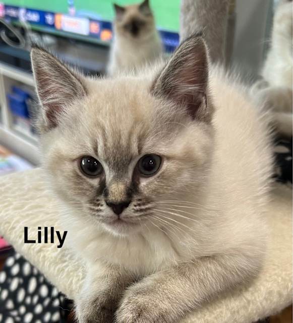 Beautiful British shorthair x ragdoll kitten for sale | Cats & Kittens ...