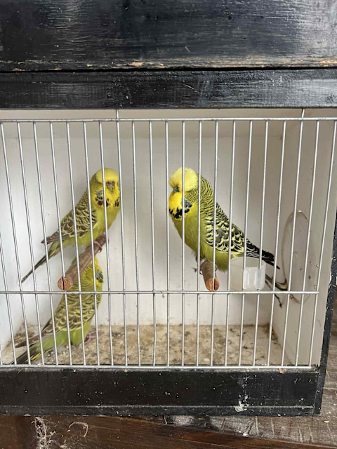 Show Budgies For Sale | Birds | Gumtree Australia Orange Area - Orange ...