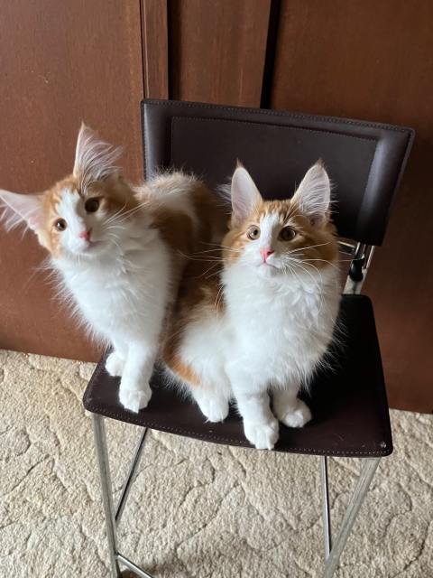 Norwegian Forest Cat Kittens | Cats & Kittens | Gumtree Australia ...