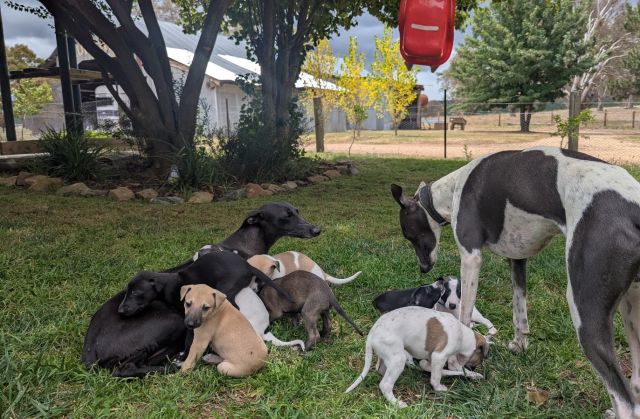 Purebred Whippet Puppies | Dogs & Puppies | Gumtree Australia ...
