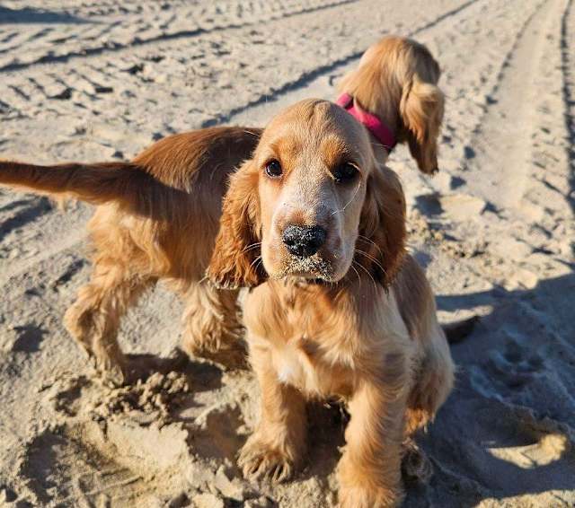 Cocker Spaniels | Dogs & Puppies | Gumtree Australia Warrnambool City - Warrnambool | 1334460023
