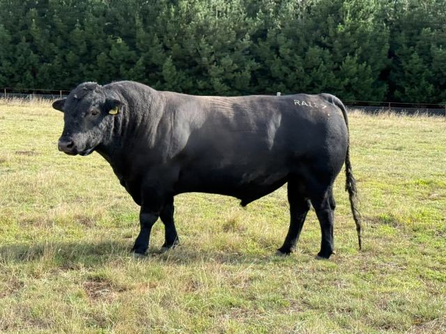 Angus Bulls | Livestock | Gumtree Australia Cabonne Area - Guyong ...