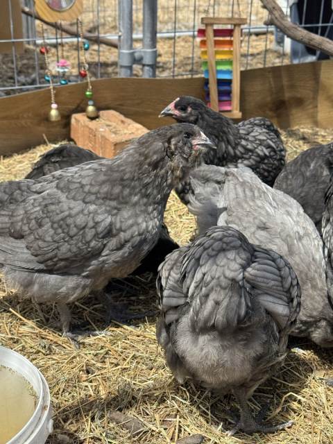 Heritage Australorp and Salmon Faverolles Chickens POL Hens | Livestock ...