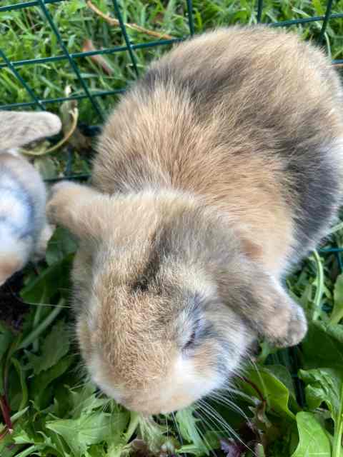 netherland dwarf X mini lop bunnies | Rabbits | Gumtree Australia ...