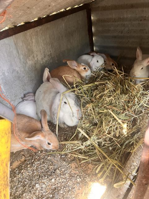 Pure Breed Flemish Giant baby Rabbits | Rabbits | Gumtree Australia ...