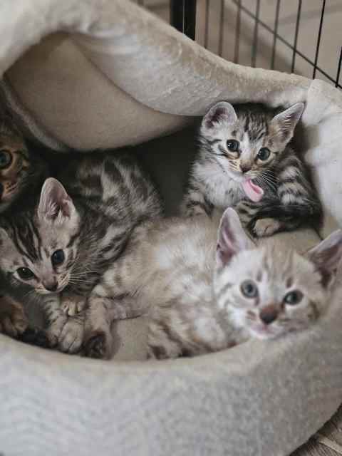 Bengal Kittens Purebred | Cats & Kittens | Gumtree Australia Cardinia ...