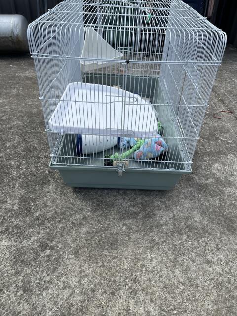 Pet cage, Guinea pig, rabbit or rats. | Pet Products | Gumtree ...