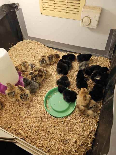 Day old chickens unsexed partridge brahma, mix brahma,rir x austrolp ...