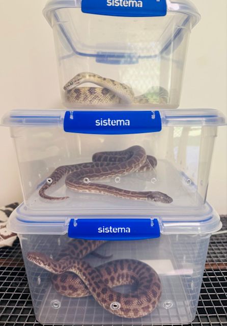 Wheatbelt Stimson and platinum Mac pythons with reptile one enclosures ...