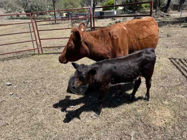 Aussie Red Cow and Angus X Calf | Livestock | Gumtree Australia ...